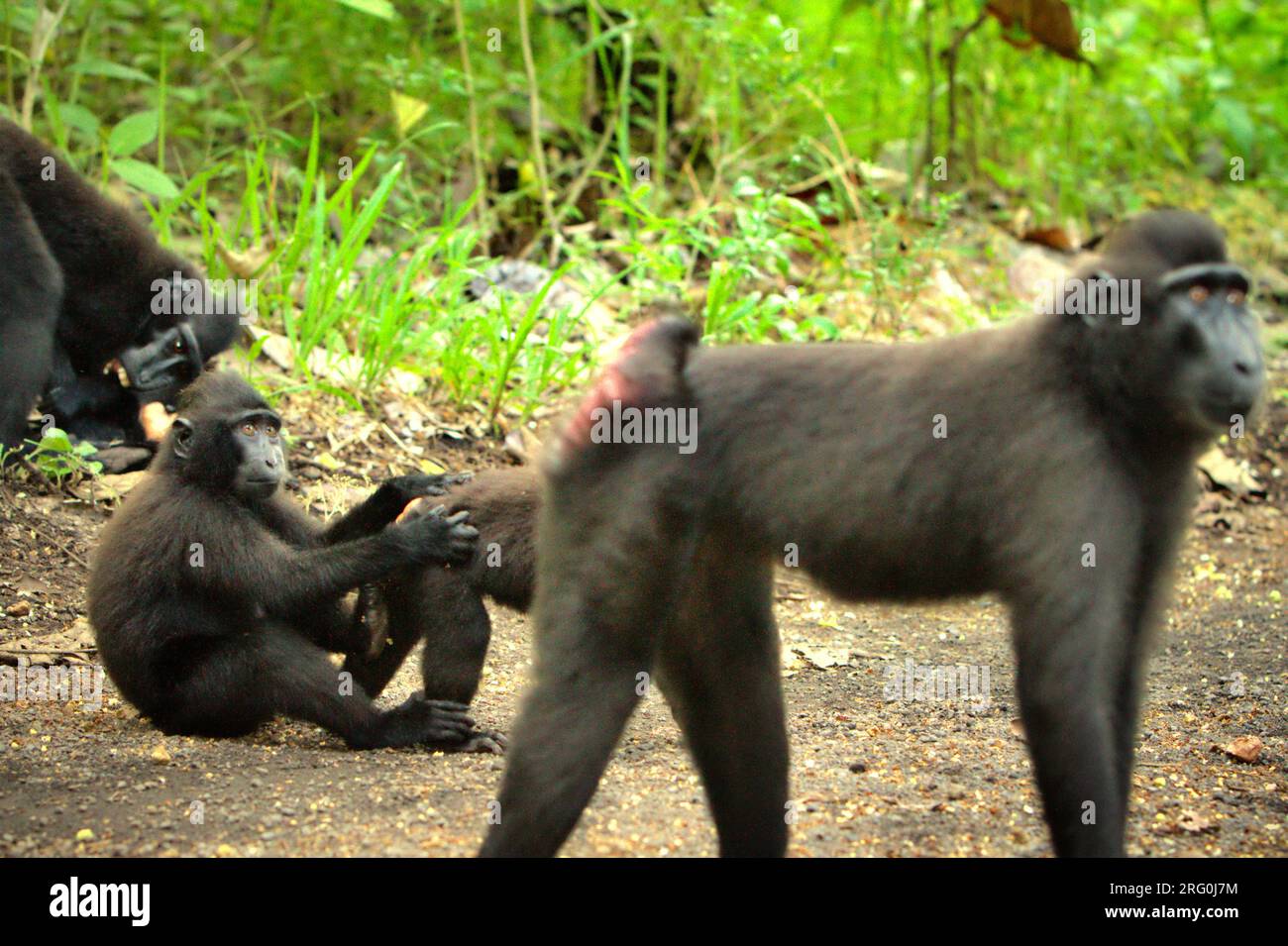 Mating Monkeys And Humans