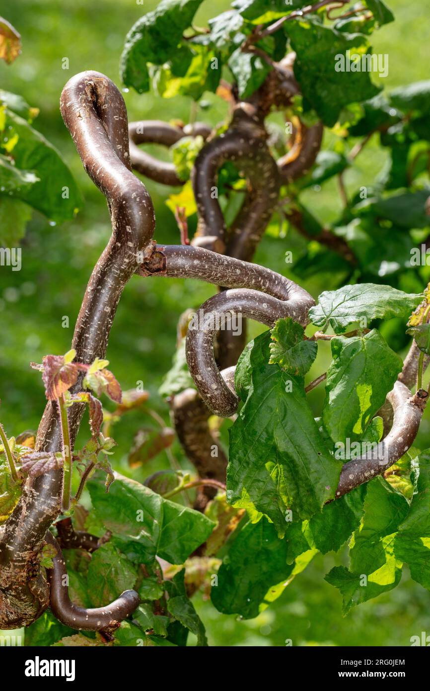 'Contorta' Harry Lauder’s walking stick, Ormhassel (Corylus avellana ...