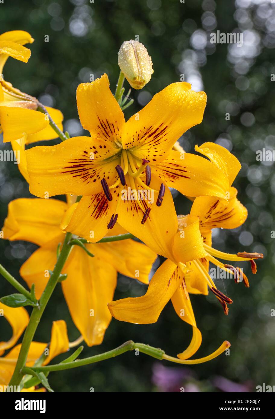'Yellow Pixels' Asiatic Lily, Asiatisk lilja (Lilium asiatica Stock ...