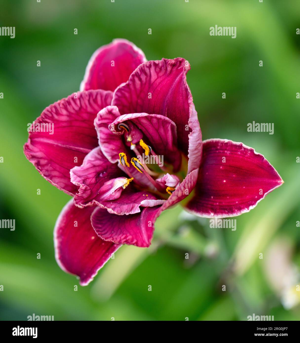 'Stellar Double Rose' Daylily, Daglilja (Hemerocallis Stock Photo - Alamy