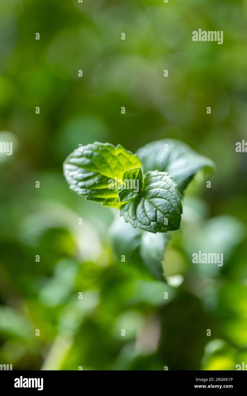 Macro Photograph of a Budding Mint Plant Stock Photo - Alamy