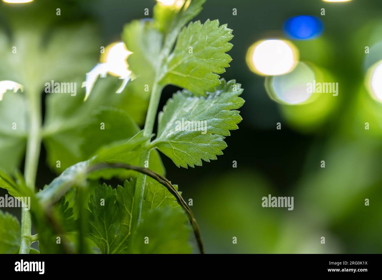 Macro Photograph of a Cilantro Leaf Stock Photo - Alamy