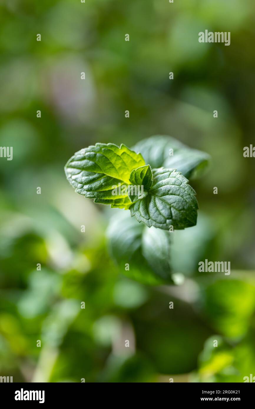 Macro Photograph of a Budding Mint Plant Stock Photo - Alamy