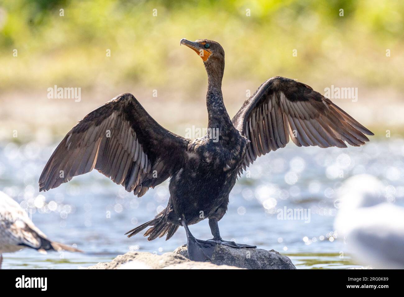 (Ottawa, Canada---06 August 2023) Double-crested cormorant on the ...