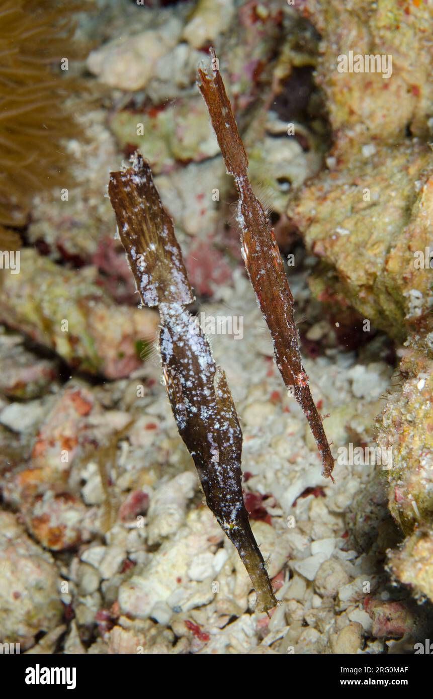 Pair of Robust Ghost Pipefish, Solenostomus cyanopterus, Coral Clif ...