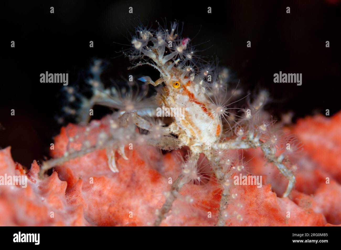 Spider Crab, Inachidae Family, covered in stinging Hydrozoa, Hydrozoa ...