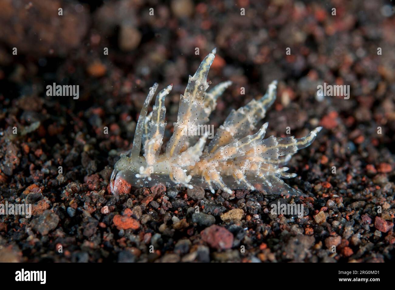 Aeolid Nudibranch, Eubranchus sp, showing narrow digestive glands, Pong ...