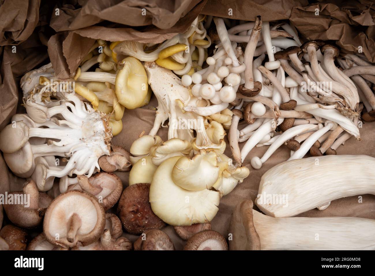 Selection of fresh mushrooms Stock Photo - Alamy