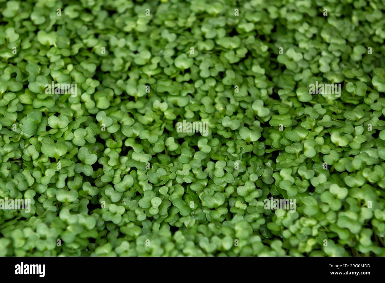 Cress garnish hi-res stock photography and images - Alamy