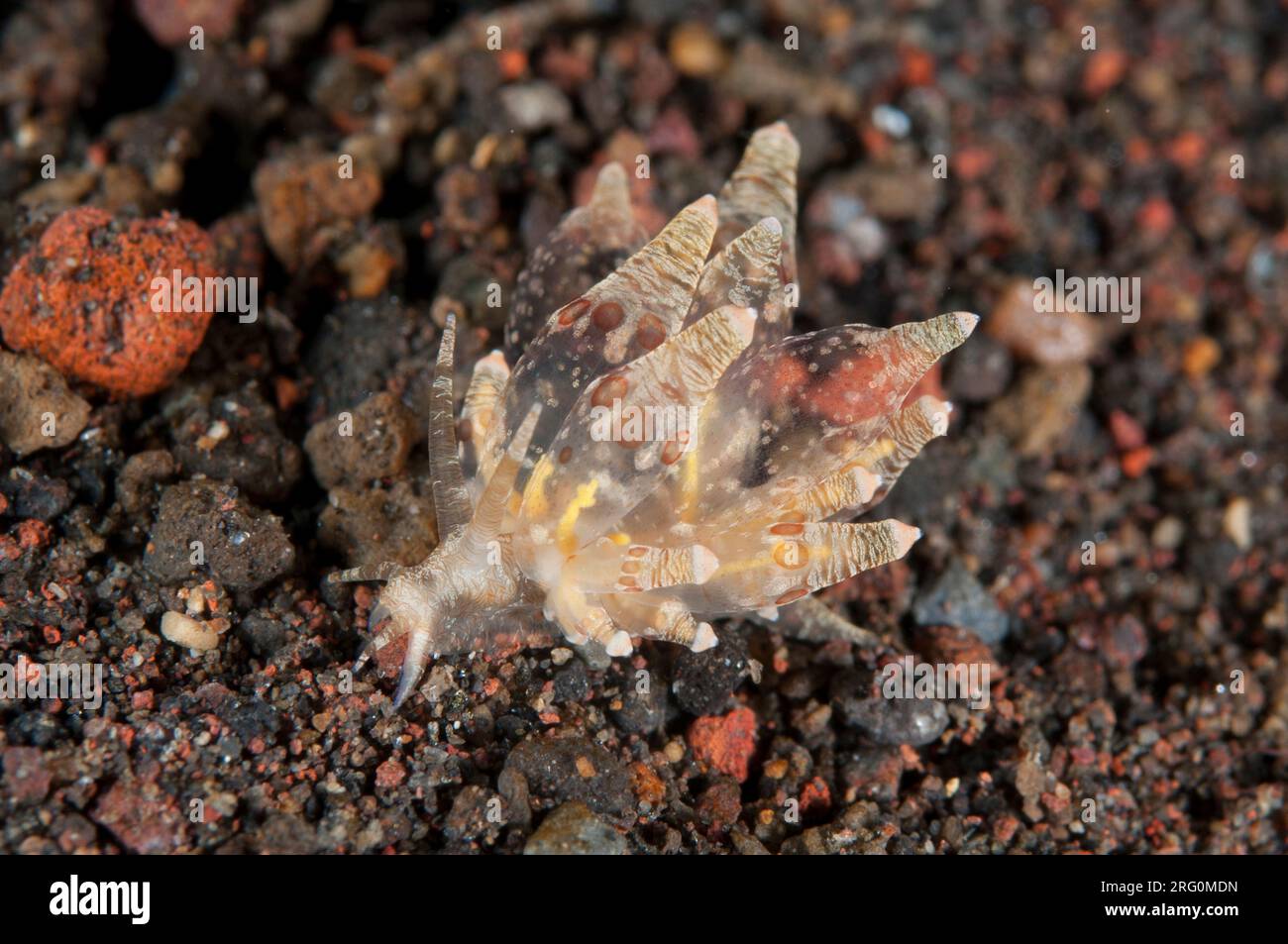 Eubranchus ocellatus hi-res stock photography and images - Alamy