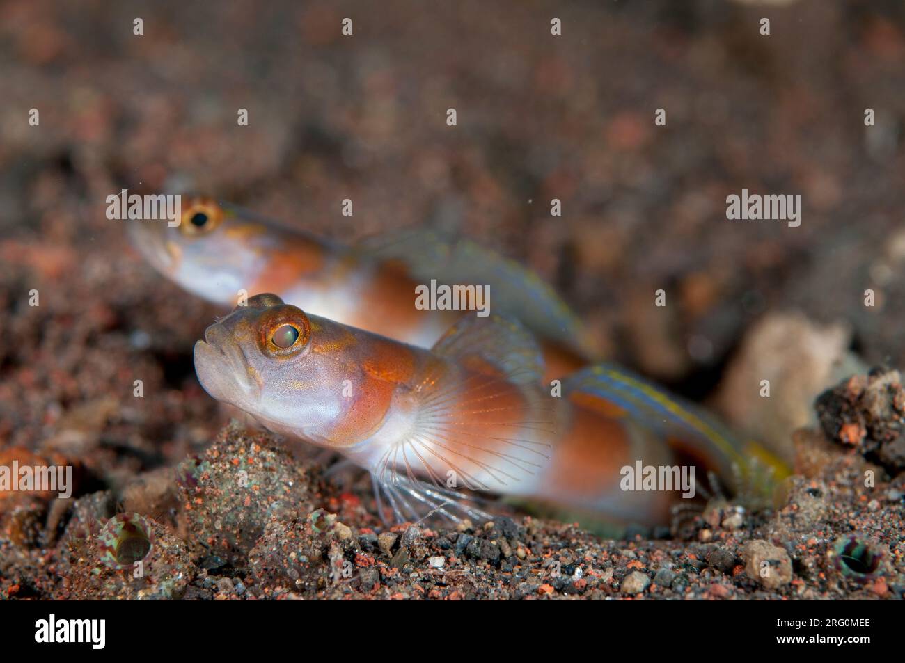 Pair of Flagtail Shrimpgobies, Amblyeleotris yanoi, displaying erect ...