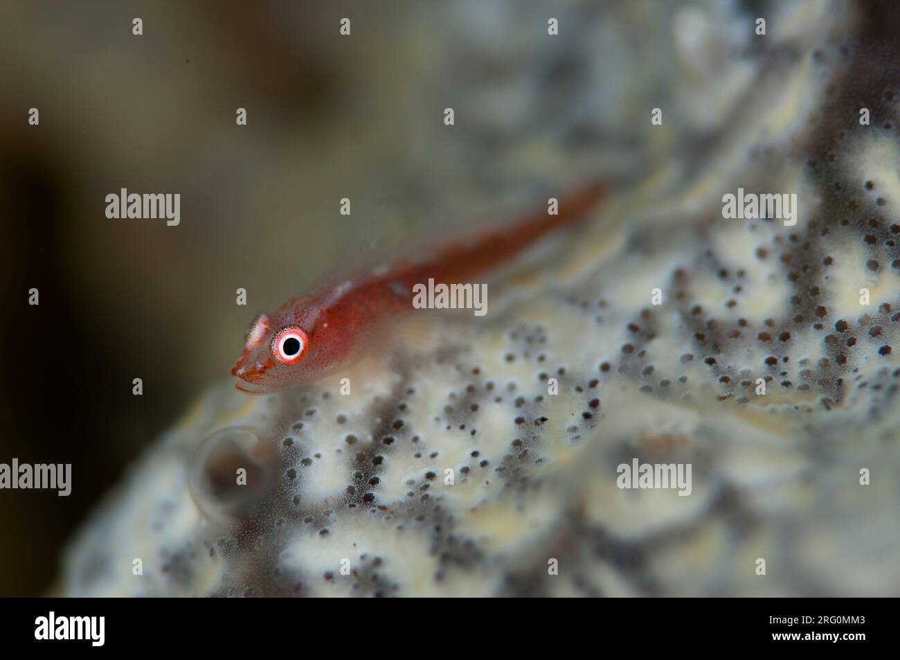 Common Ghost Goby, Pleurosicya mossambica, Scuba Seraya Beach Resort ...