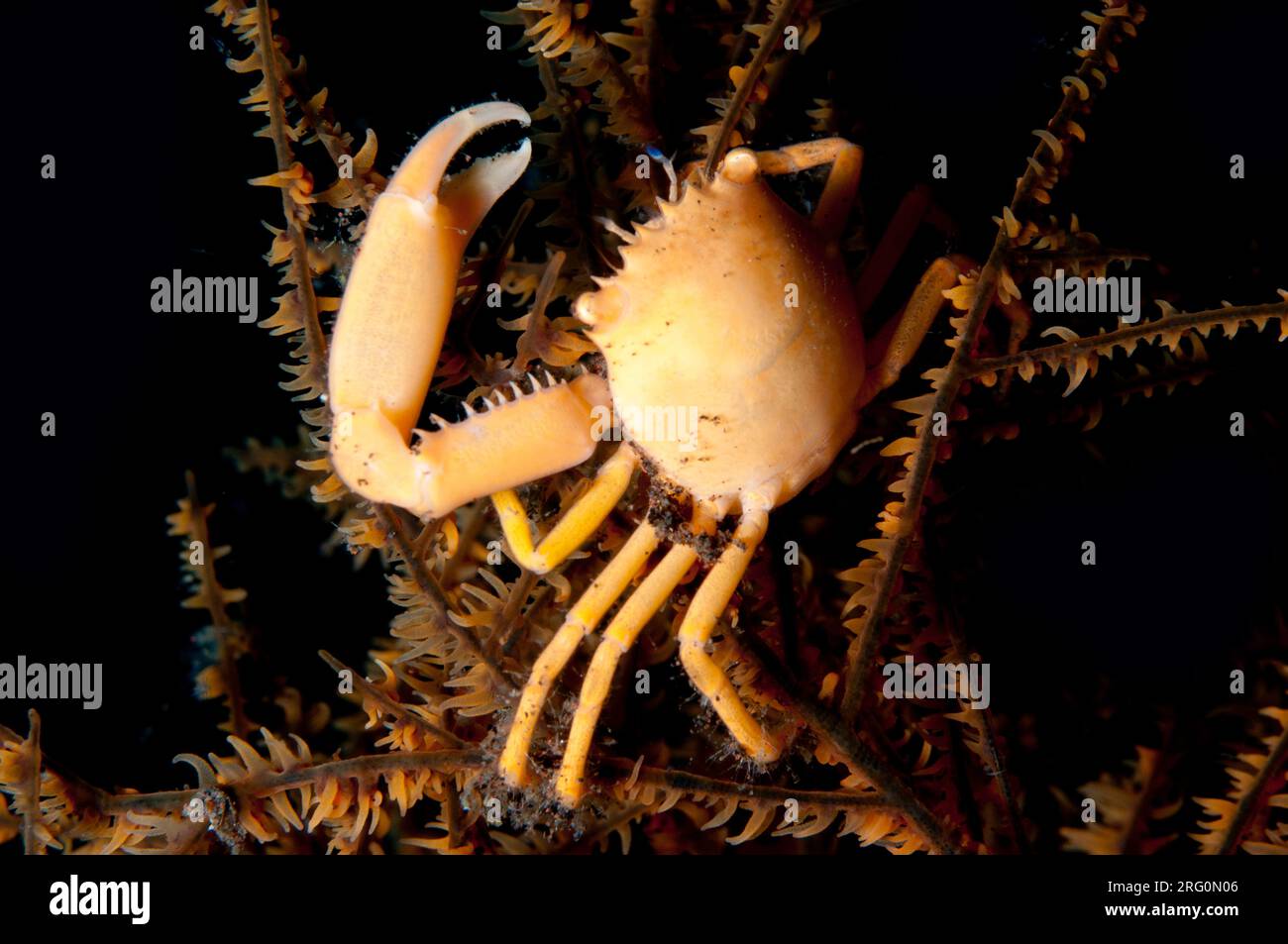 Crowned Coral Crab, Quadrella coronata, on coral, Pantai Lahar dive ...