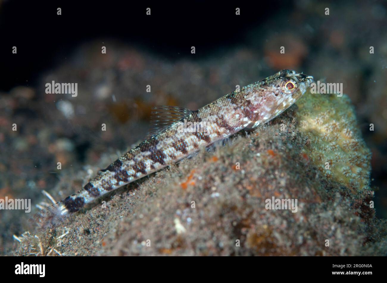 Twospot Lizardfish, Synodus binotatus, Pantai Lahar dive site, Seraya ...