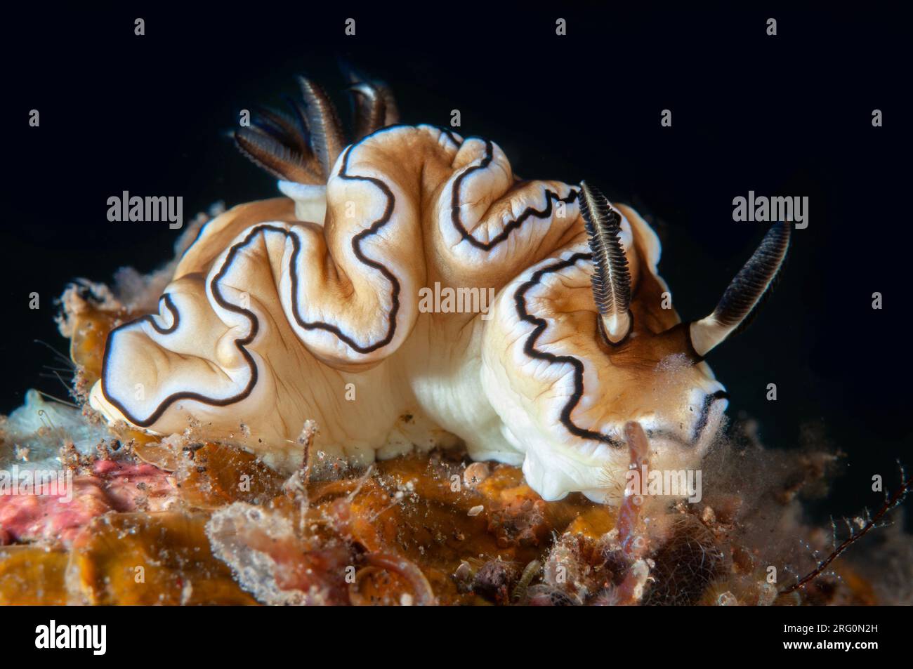 Black-margined Nudibranch, Doriprismatica atromarginata, Scuba Seraya ...