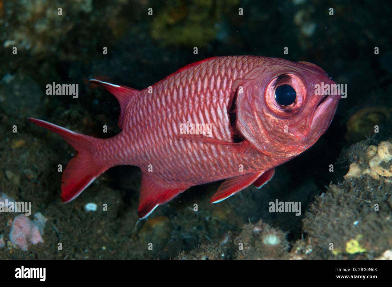 Bigscale Soldierfish, Myripristis berndti, Liberty Wreck dive site ...