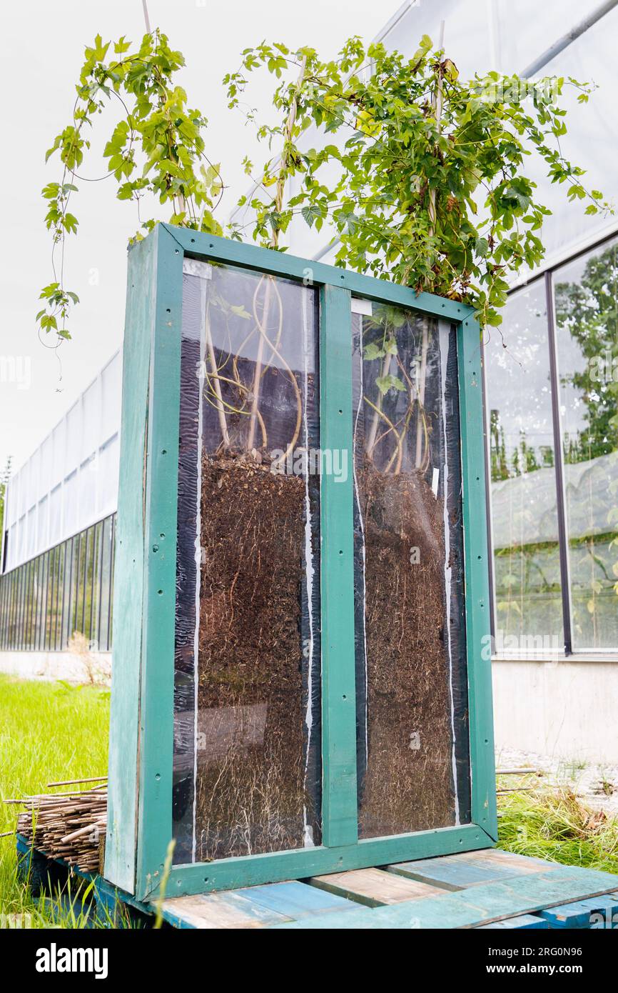 Wolnzach, Germany. 04th Aug, 2023. The differently developed root ...