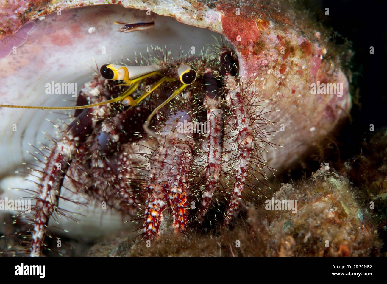 Dark Knee Hermit Crab, Dardanus lagopodes, in shell with Snapping ...
