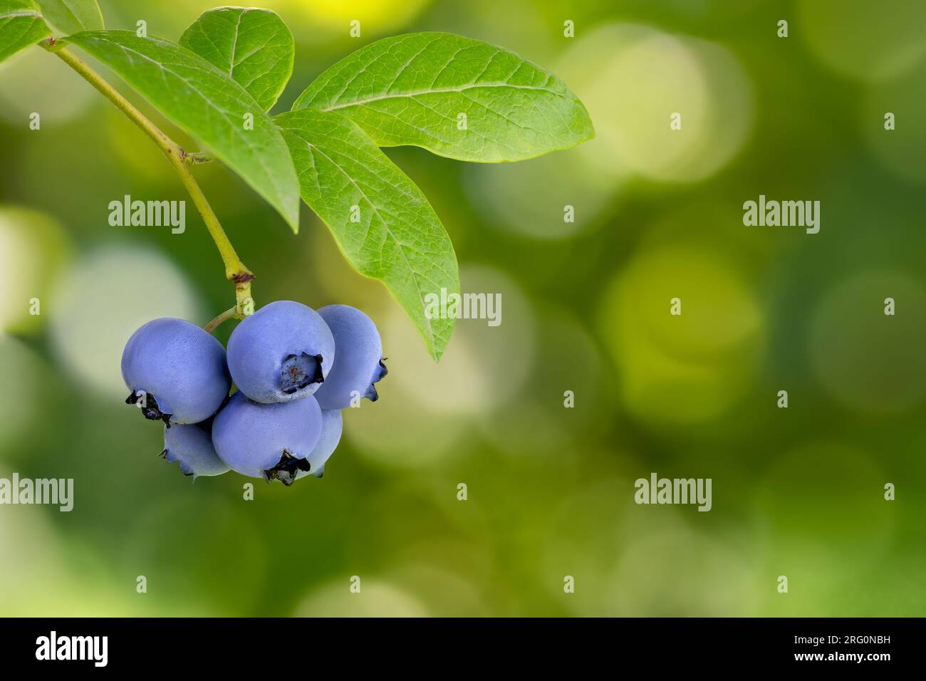 blueberries growing on the bush with green blurred garden as background ...