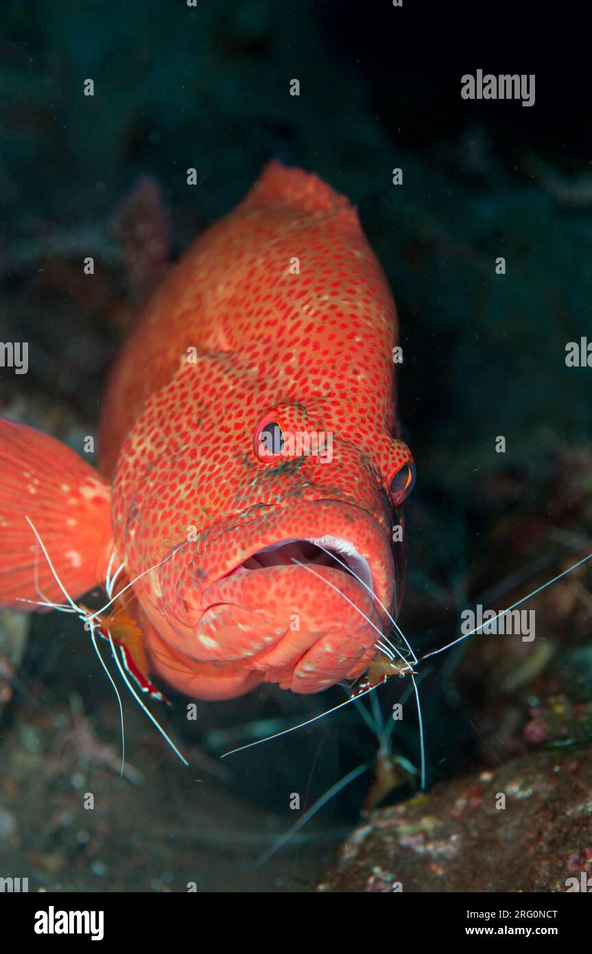 Tomato grouper hi-res stock photography and images - Alamy