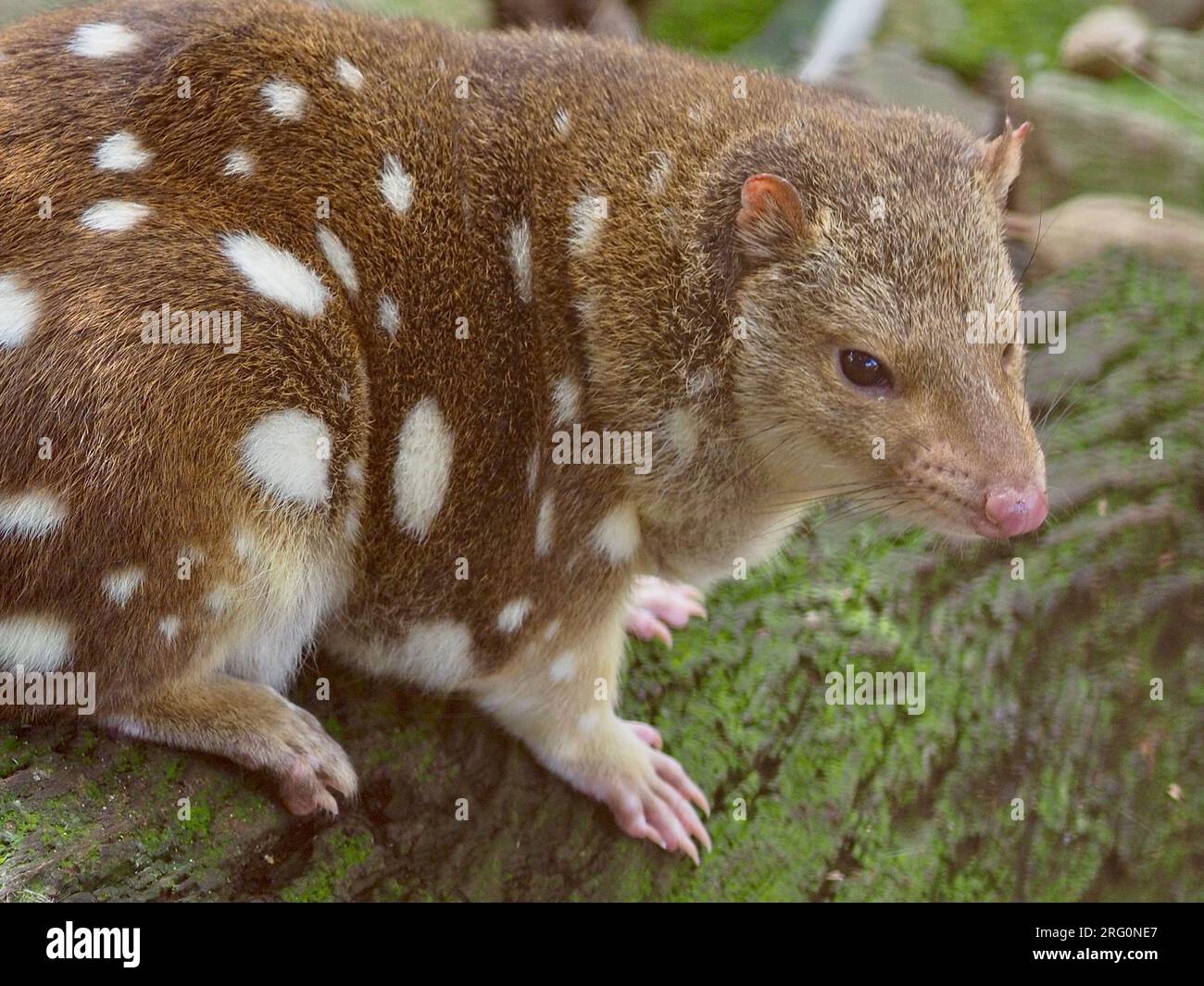 Marvellous awesome Spotted-tail Quoll with distinctive white spots ...