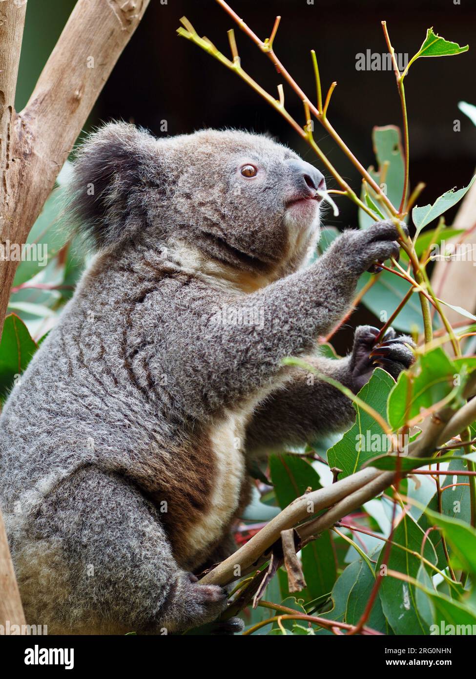 Chest scent glands hi-res stock photography and images - Alamy