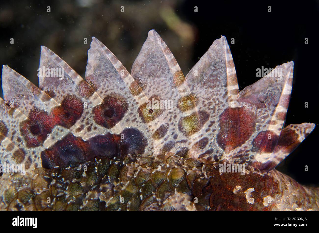 Detail of colorful spines of False Scorpionfish, Centrogenys vaigiensis ...