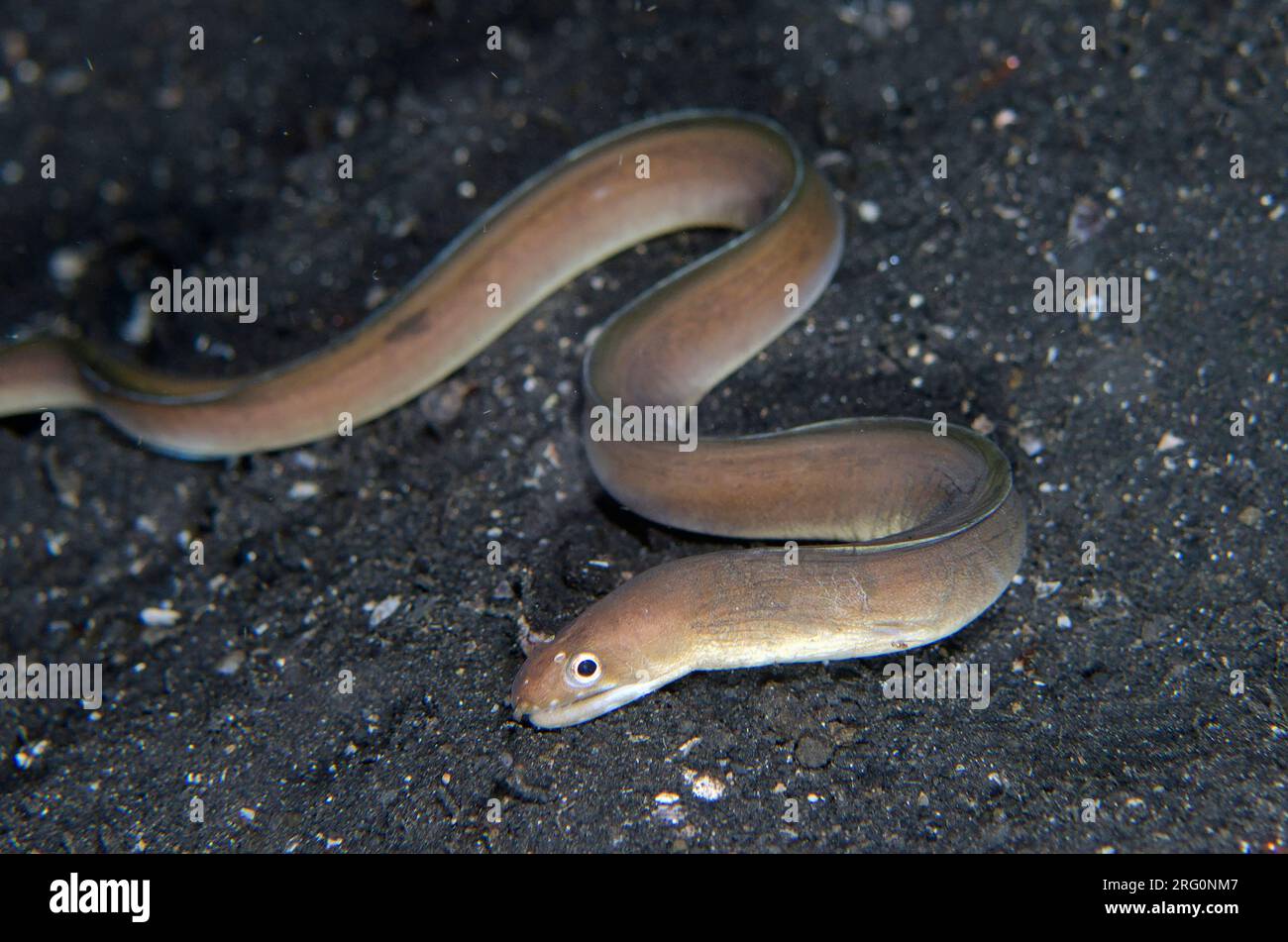 Whitemargin Moray, Gymnothorax albimarginatus, night dive, TK1 dive ...