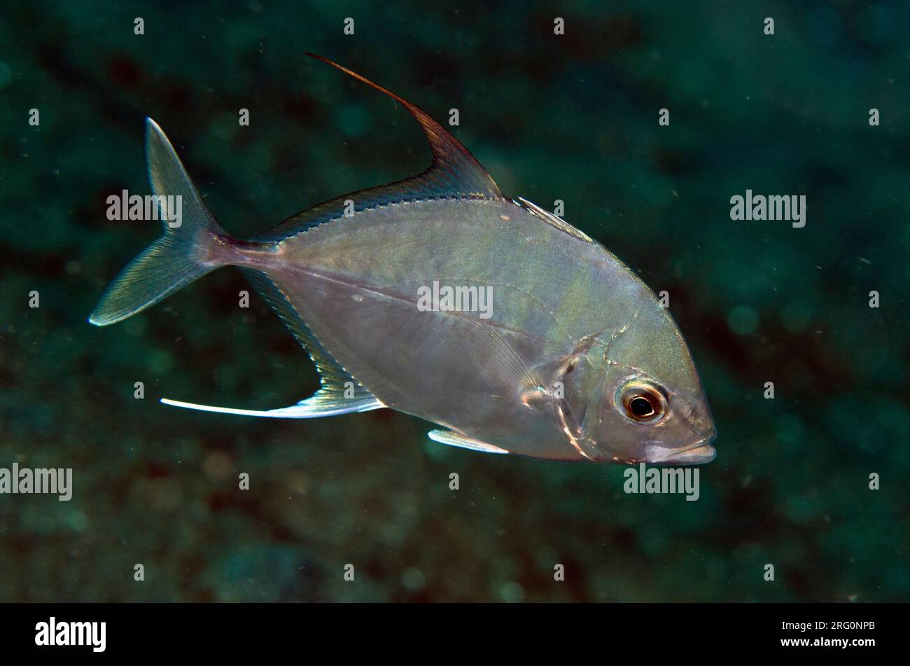 Armed trevally hi-res stock photography and images - Alamy
