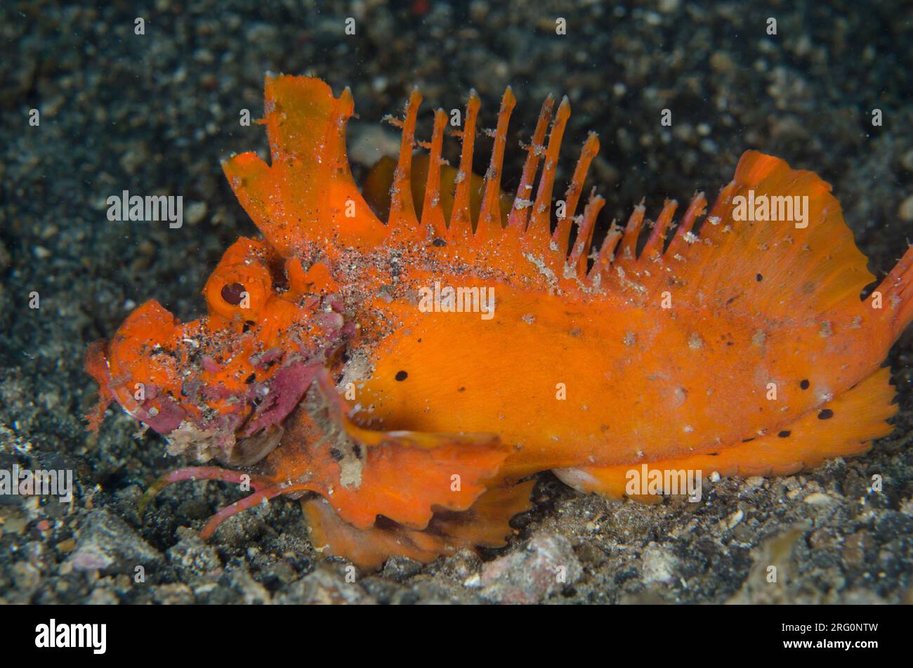 Spiny Devilfish, Inimicus didactylus, with erect spines, Serena Besar ...