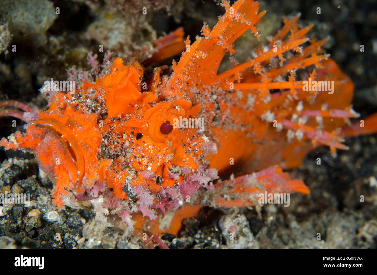 Spiny Devilfish, Inimicus didactylus, with erect spines, Serena Besar ...