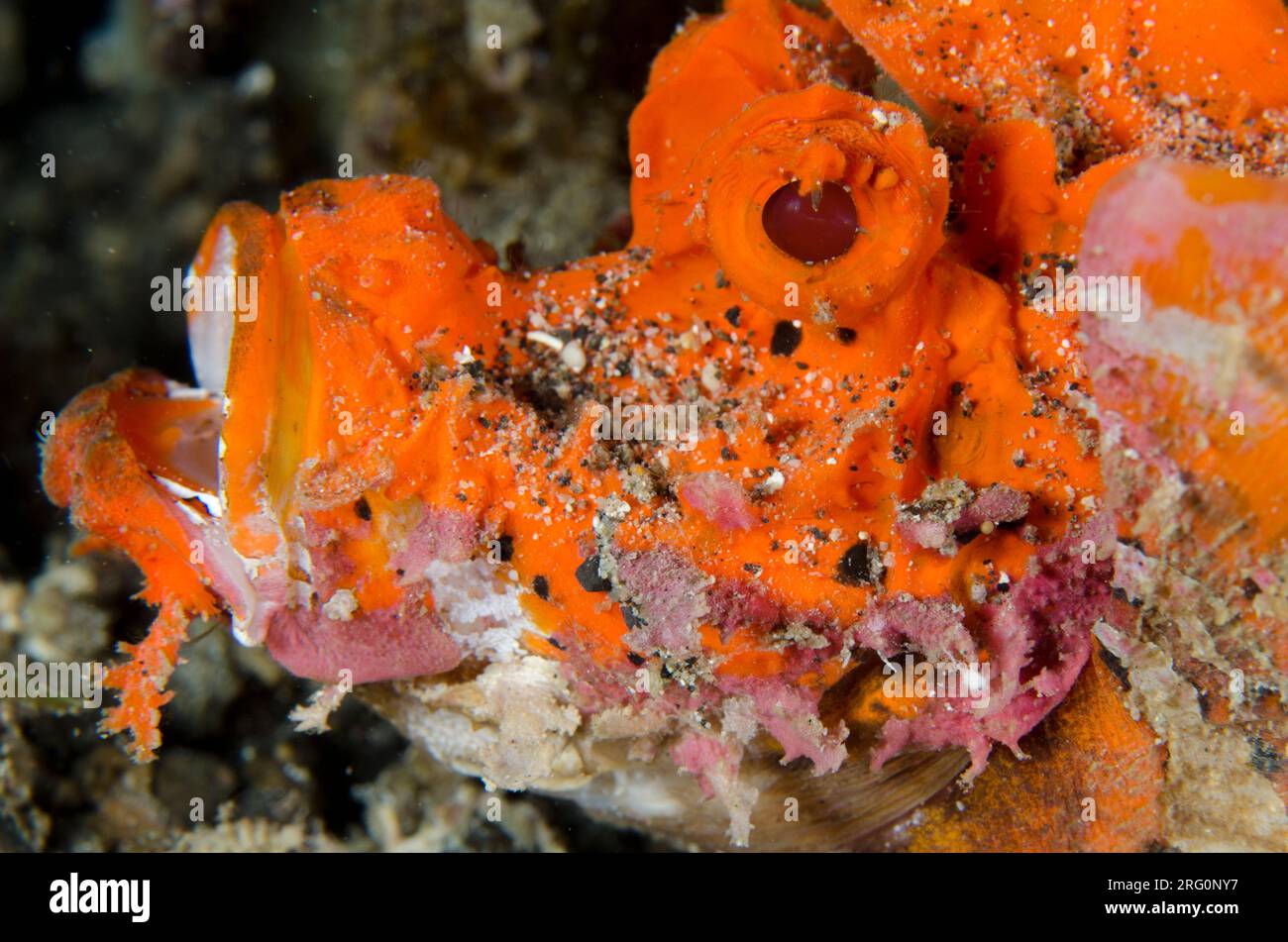 Spiny Devilfish, Inimicus didactylus, Serena Besar dive site, Lembeh ...