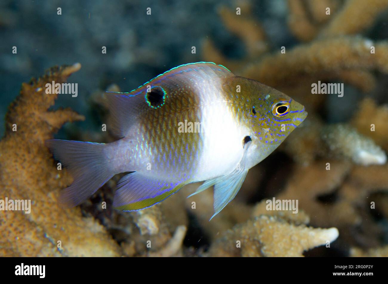 Juvenile Honey-head Damselfish, Dischistodus prosopotaenia, Serena ...