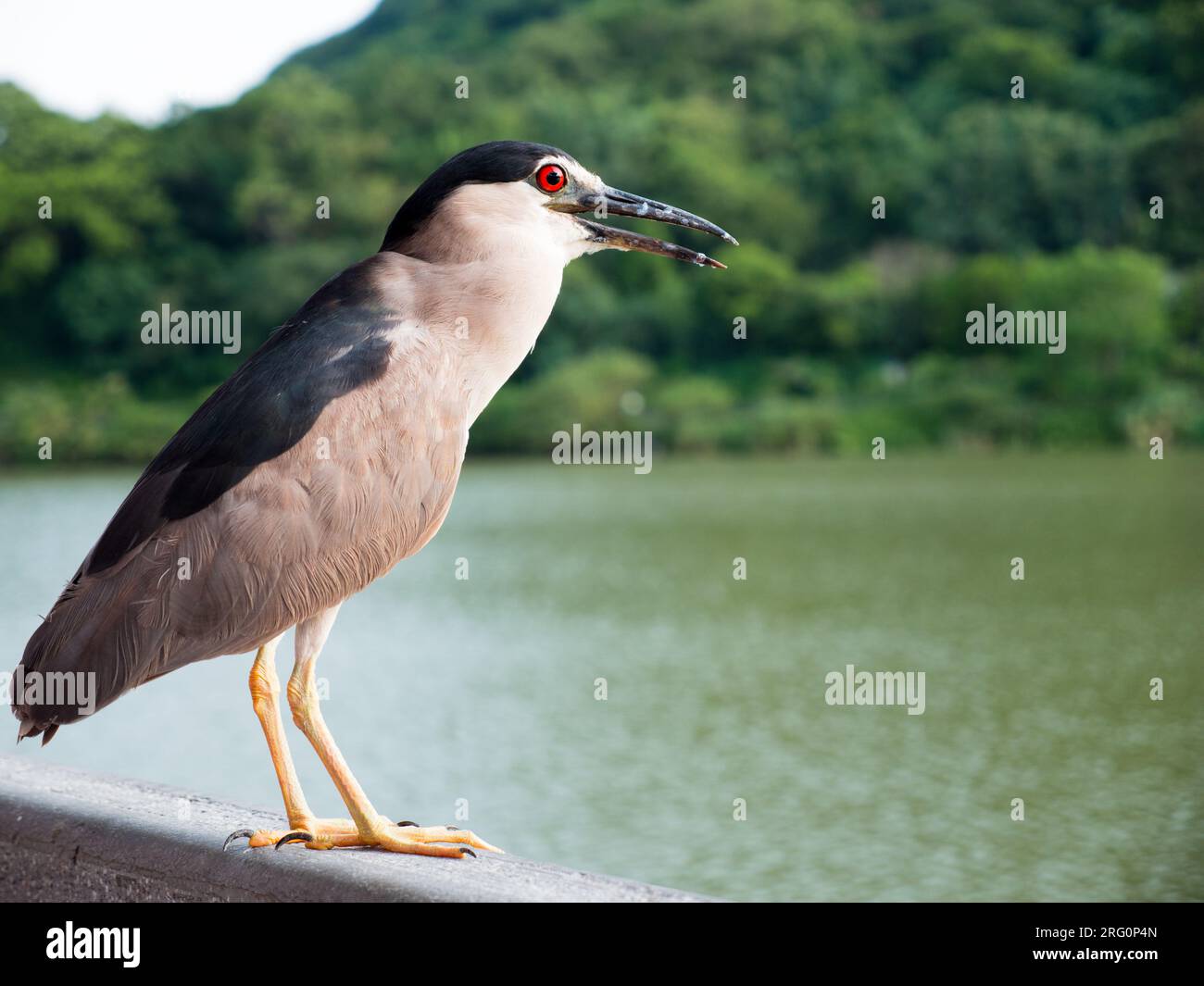 Black-crowned night heron eating a fish Stock Photo - Alamy