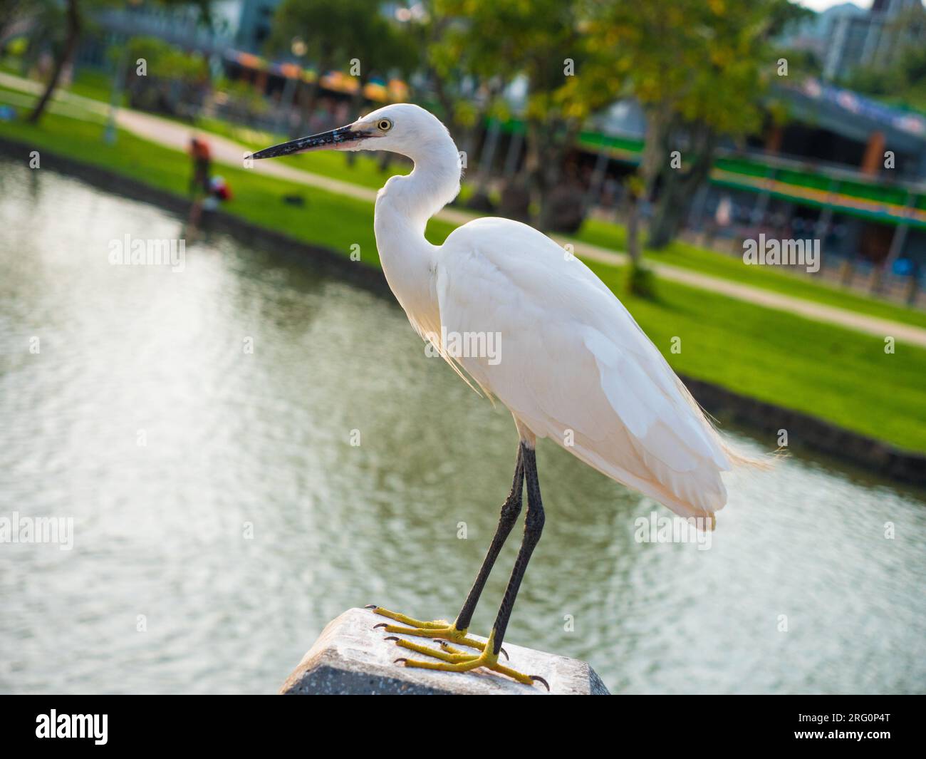 Asian aquatic birds hi-res stock photography and images - Alamy