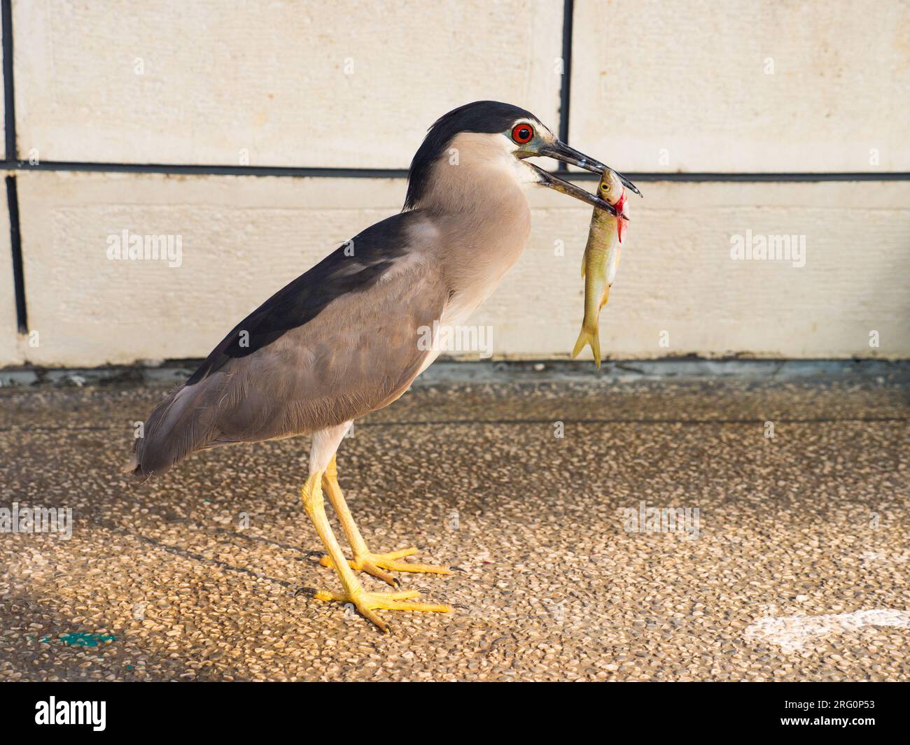 Black-crowned night heron eating a fish Stock Photo - Alamy