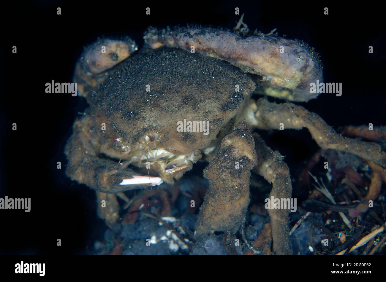Sponge Crab, Dromia dormia, with Sponge, Porifera Phylum, on back ...