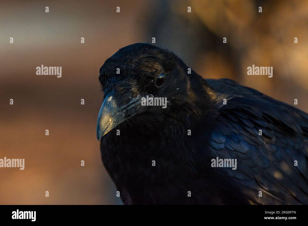 Raven at sunset hi-res stock photography and images - Alamy