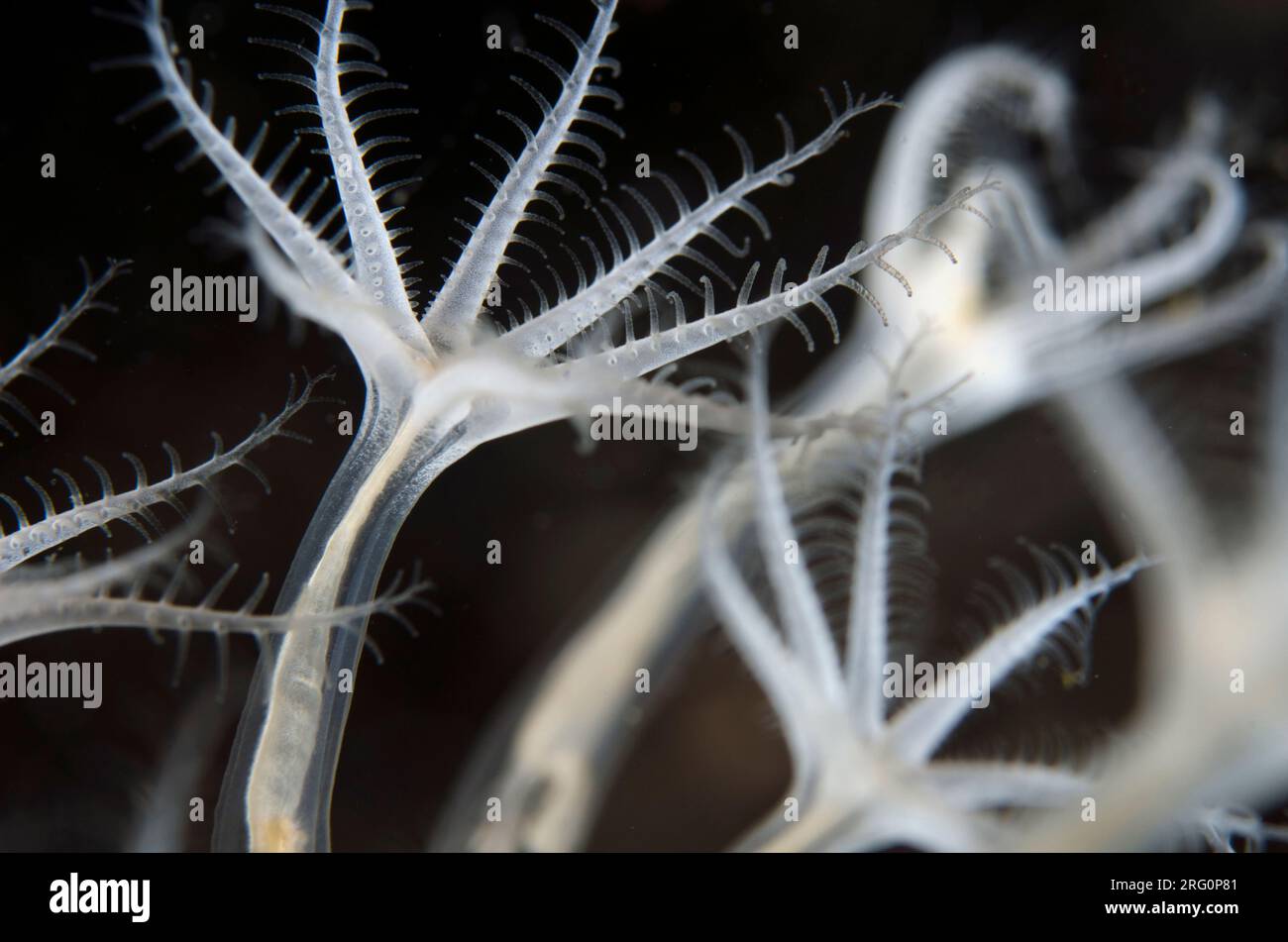 Sea Pencil polyps, Veretillum sp, night dive, TK1 dive site, Lembeh ...