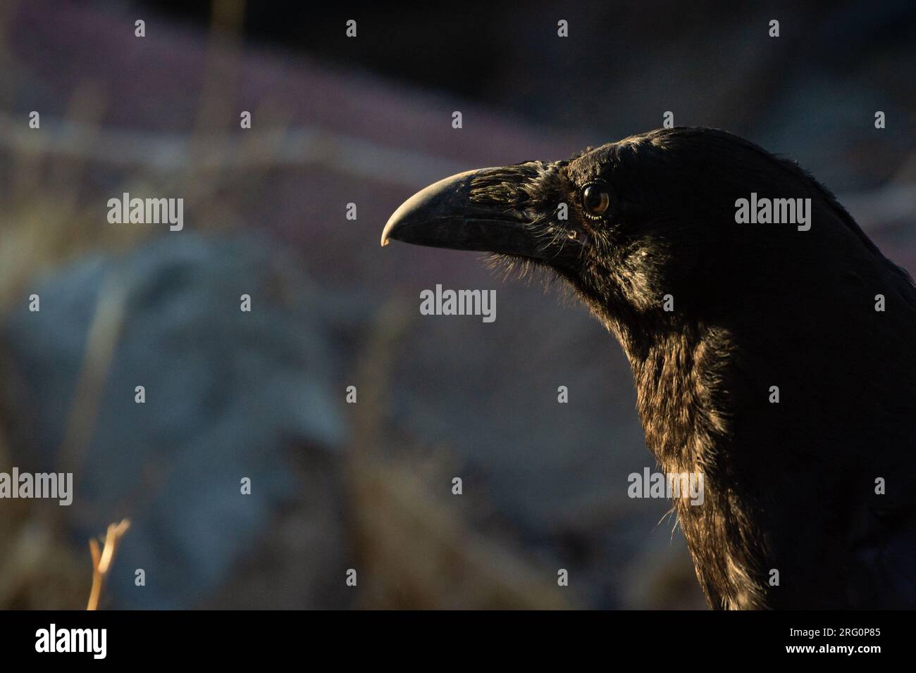 Raven at sunset hi-res stock photography and images - Alamy