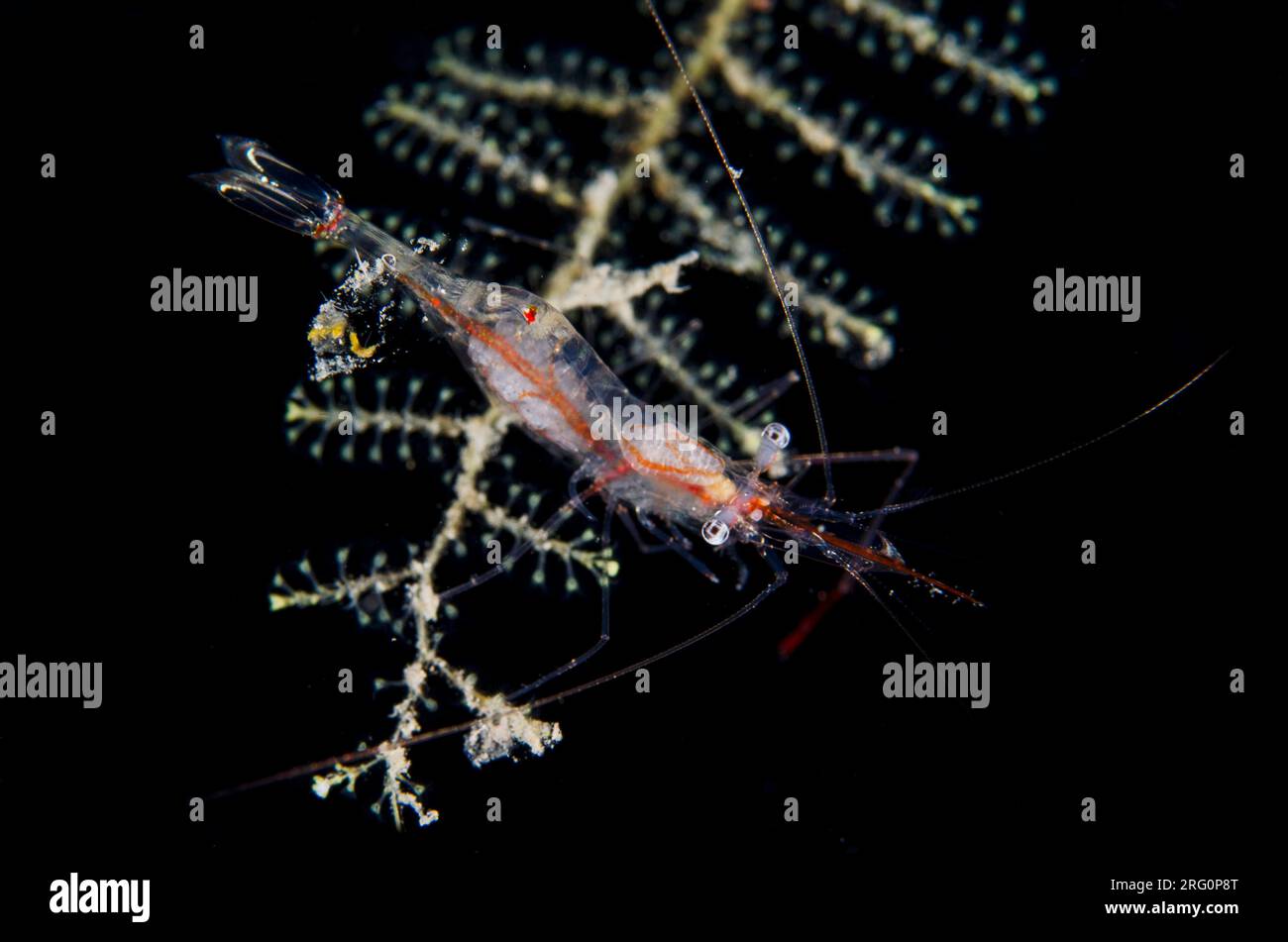 Translucent Gorgonian Shrimp, Manipontonia psamathe, on Hydroid ...