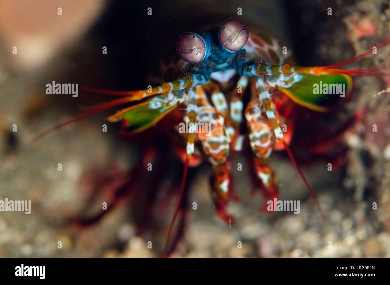 Smasher mantis hi-res stock photography and images - Alamy