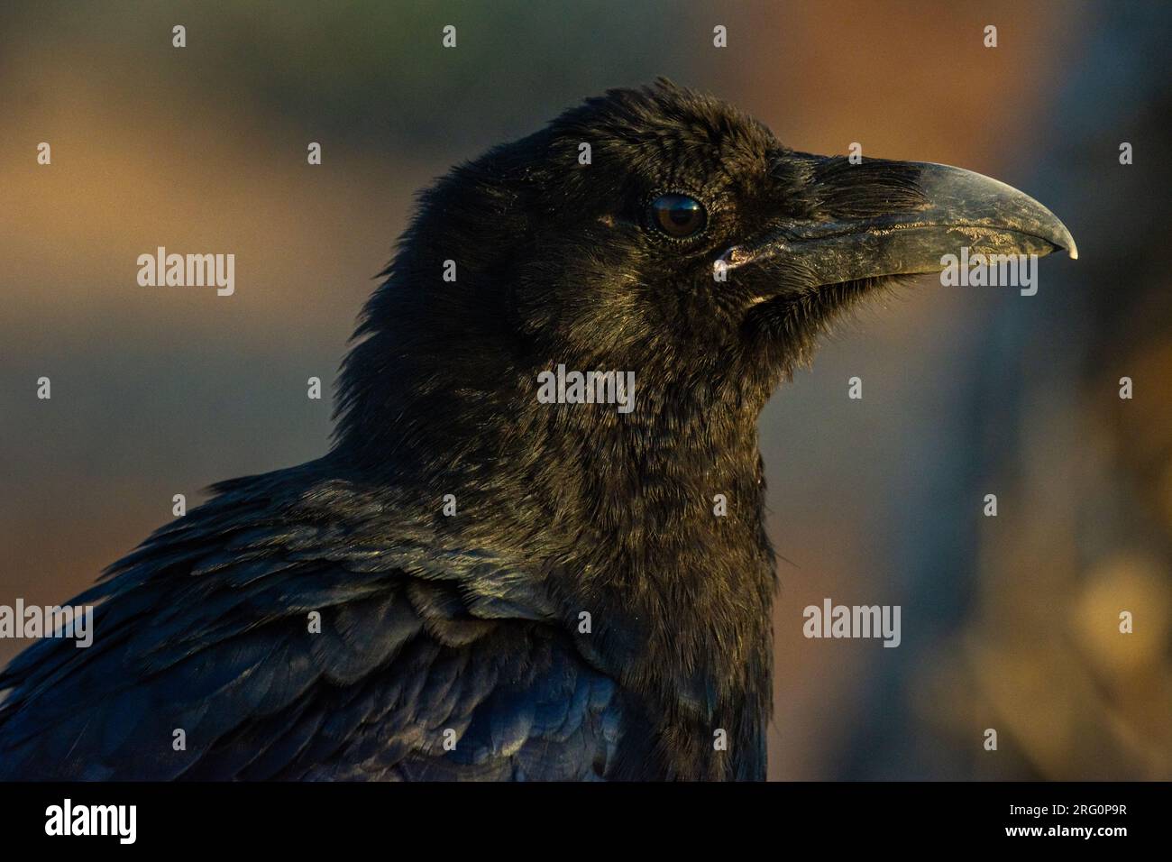 Corvus corax bird hi-res stock photography and images - Alamy