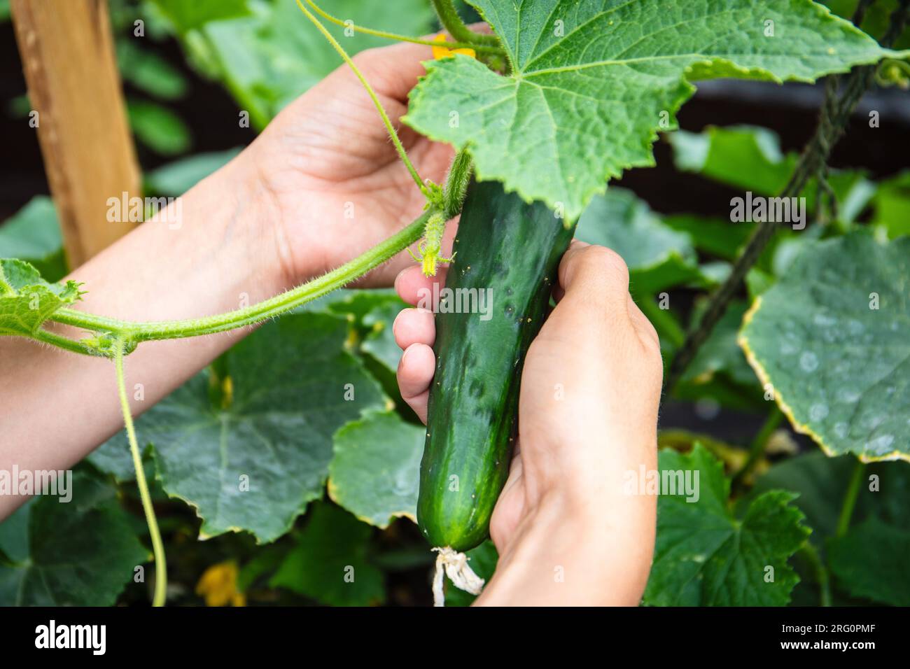 Hand picking young cucumber hi-res stock photography and images - Alamy