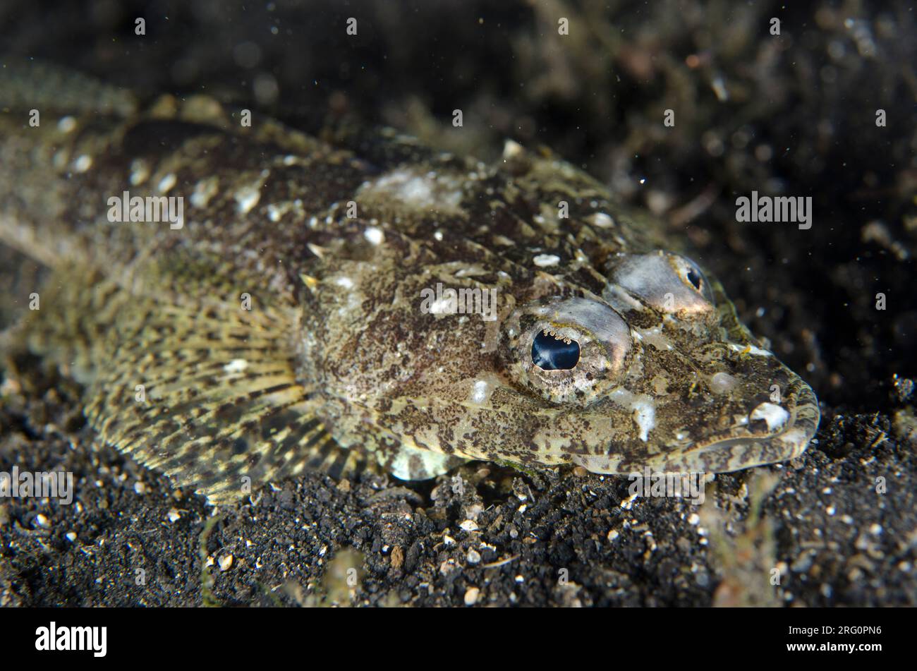 Welander's Flathead, Rogadius welanderi, on black sand, night dive, TK1 ...