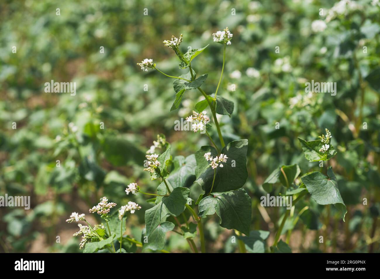 Many beautiful buckwheat flowers growing in the field. Agriculture ...