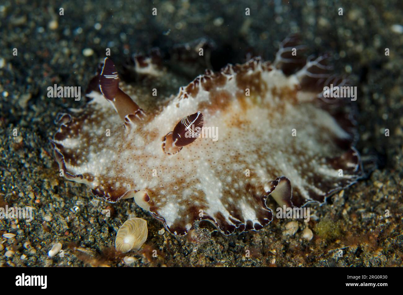Bohol Discodoris Nudibranch, Discodoris boholiensis, Aer Perang dive ...