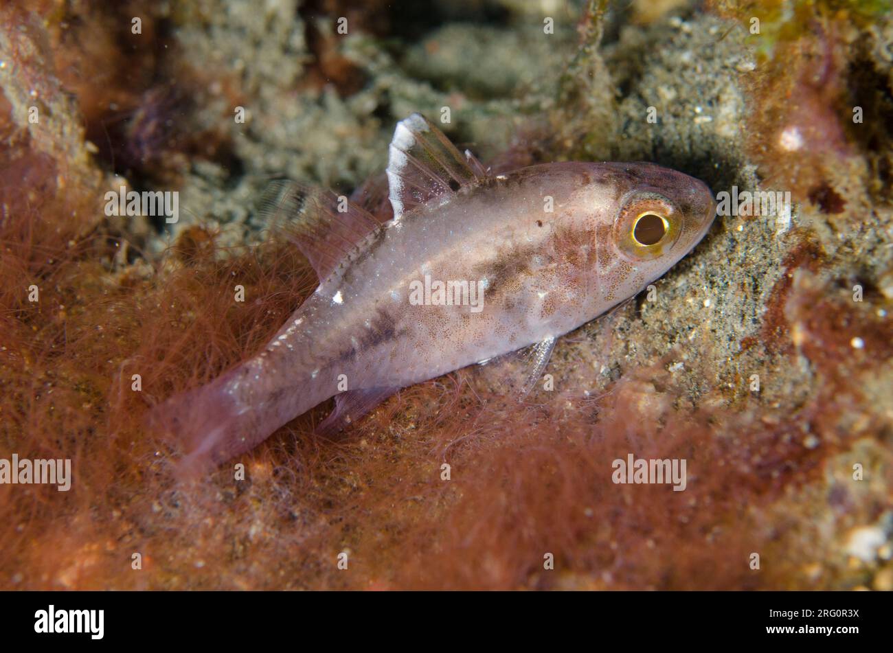 Frostfin Cardinalfish, Ostorhinchus hoevenii, Air Perang dive site ...