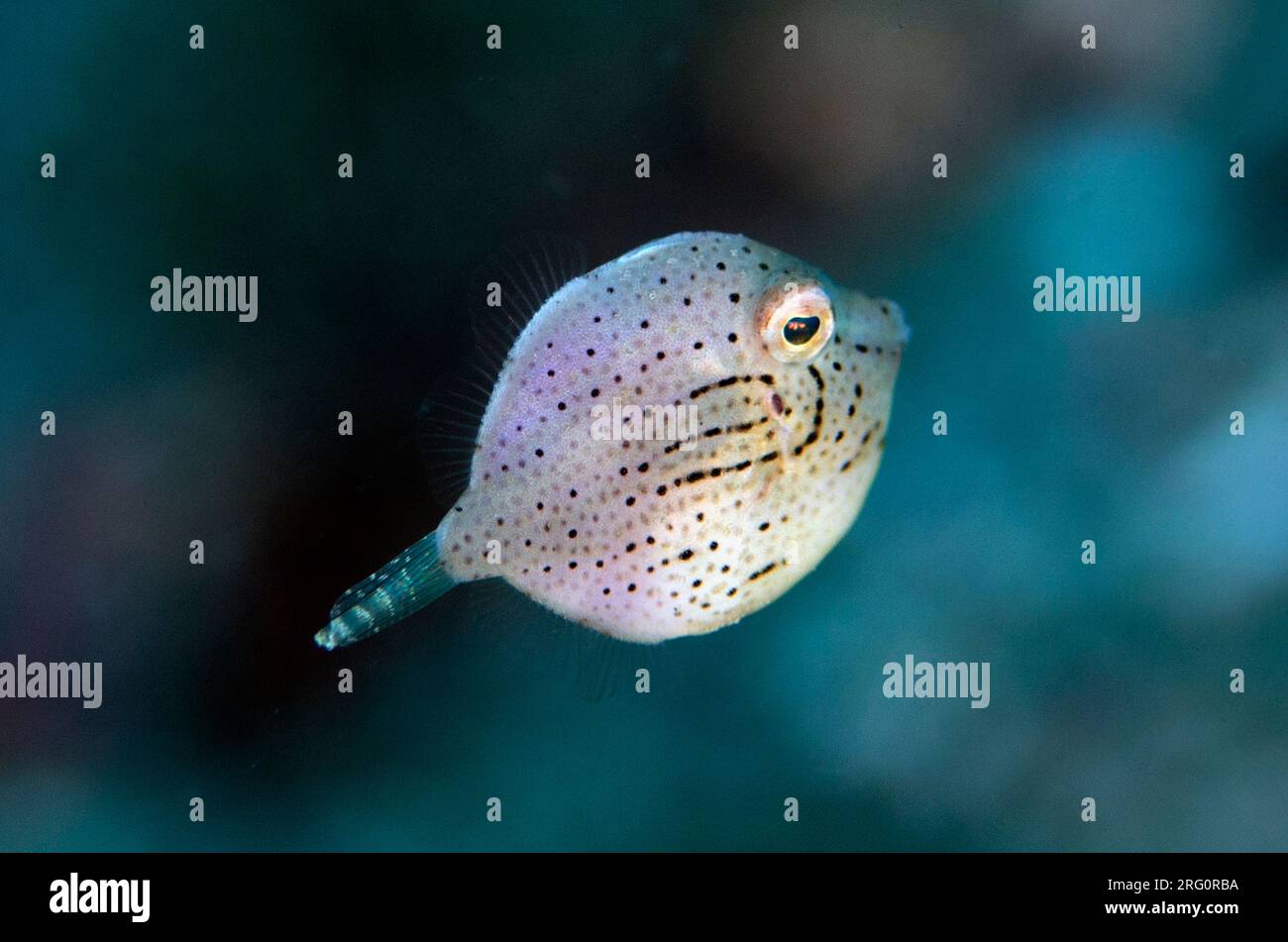 Juvenile Puffer Filefish, Brachaluteres taylori, on black sand, Batu ...