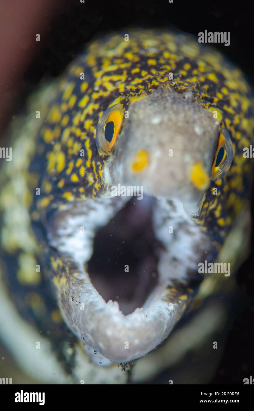 Snowflake Moray Eel, Echidna nebulos, TK3 dive site, Lembeh Straits ...